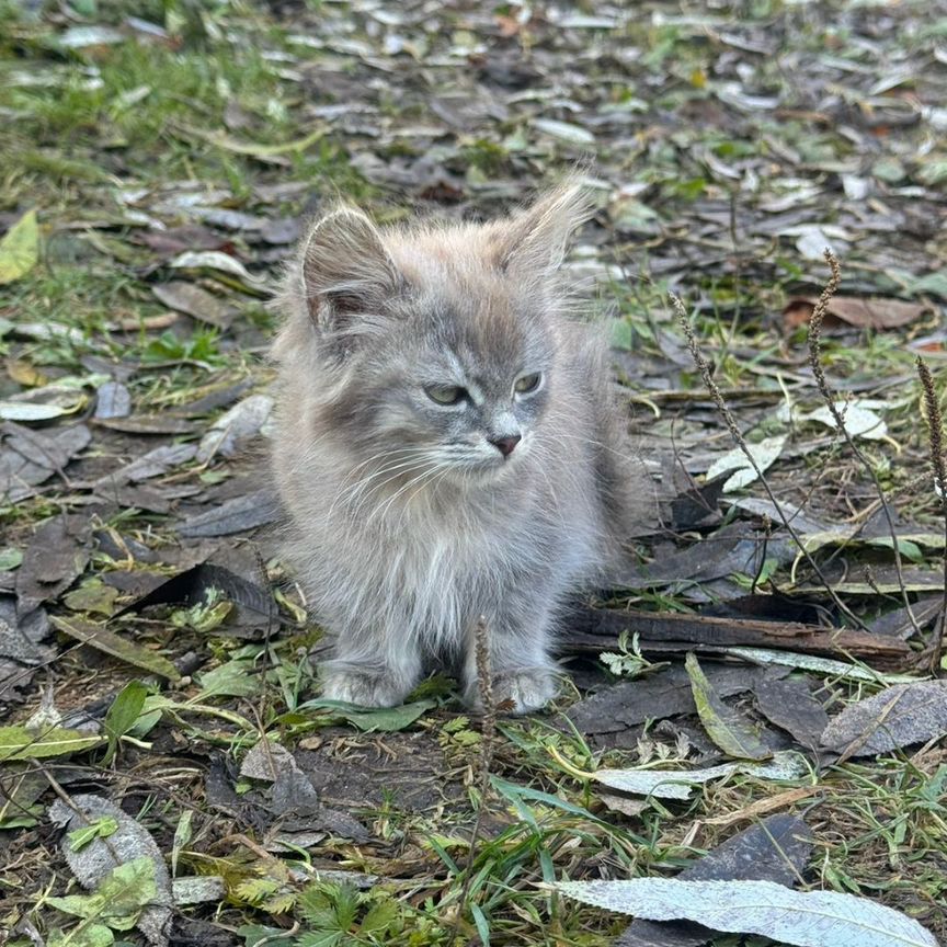 Котенок Анечка