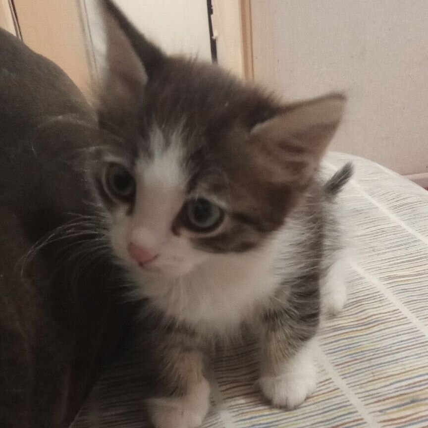 Котёнок в добрые руки