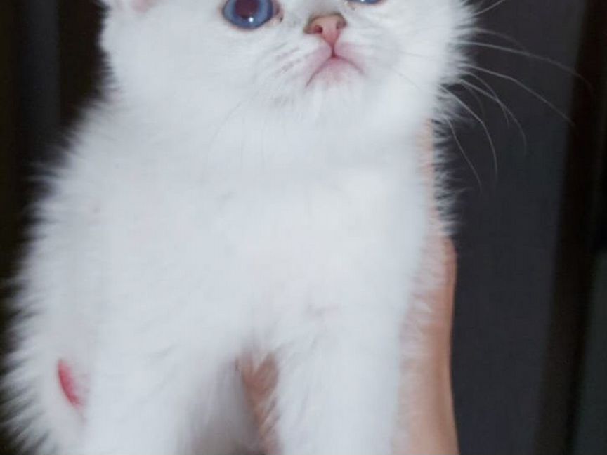 Кошечки и котики британской шиншиллы