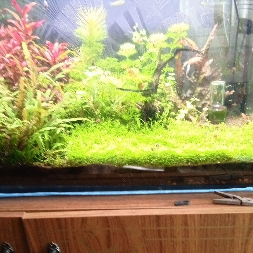 Природный аквариум