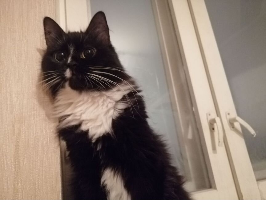 Смешная кошечка Нора ищет новый дом