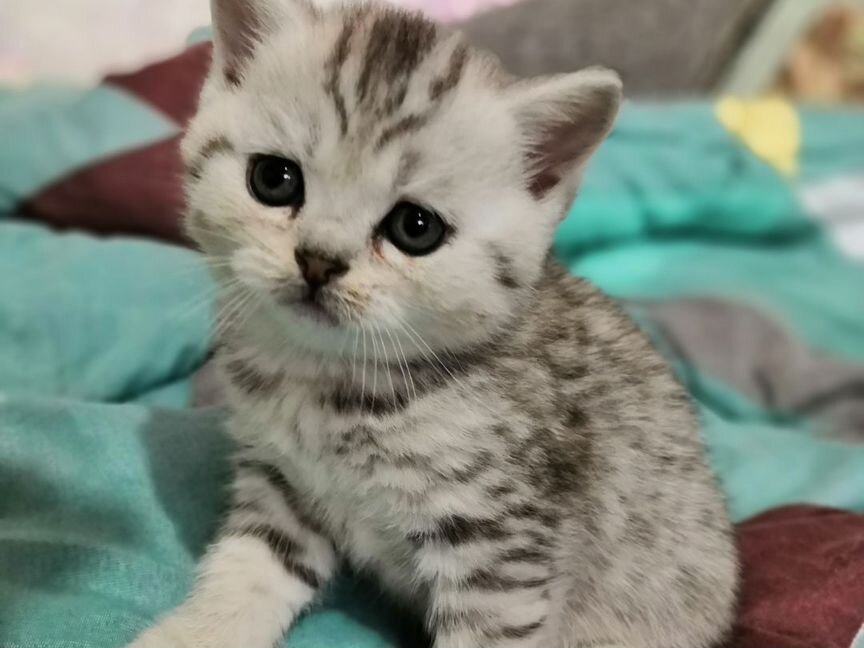 Шотландские котята мальчики