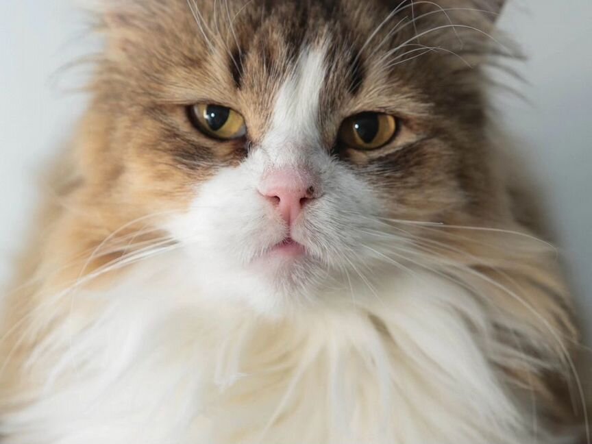 Роскошная кошка ищет дом