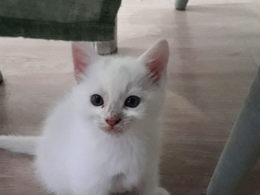 Котята турецкой ангоры