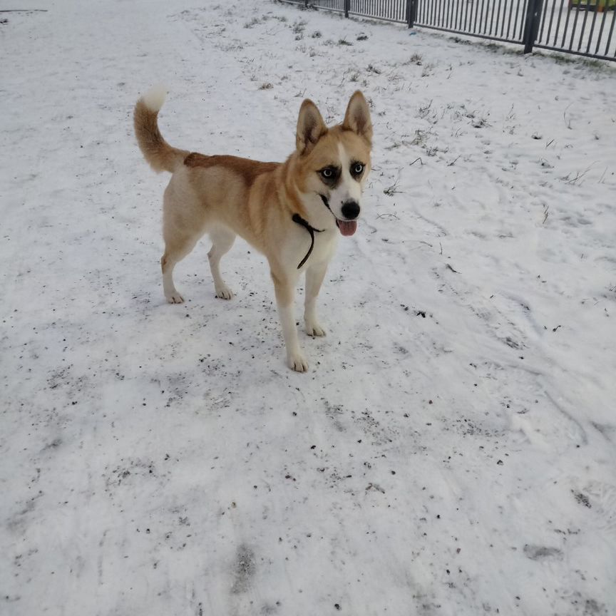 Собака в добрые руки