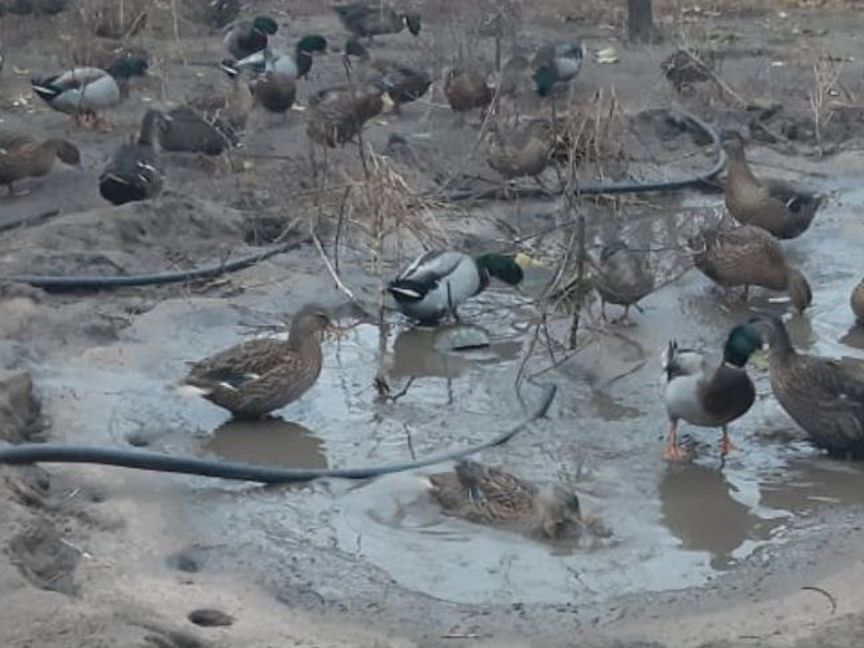 Подсадные утки