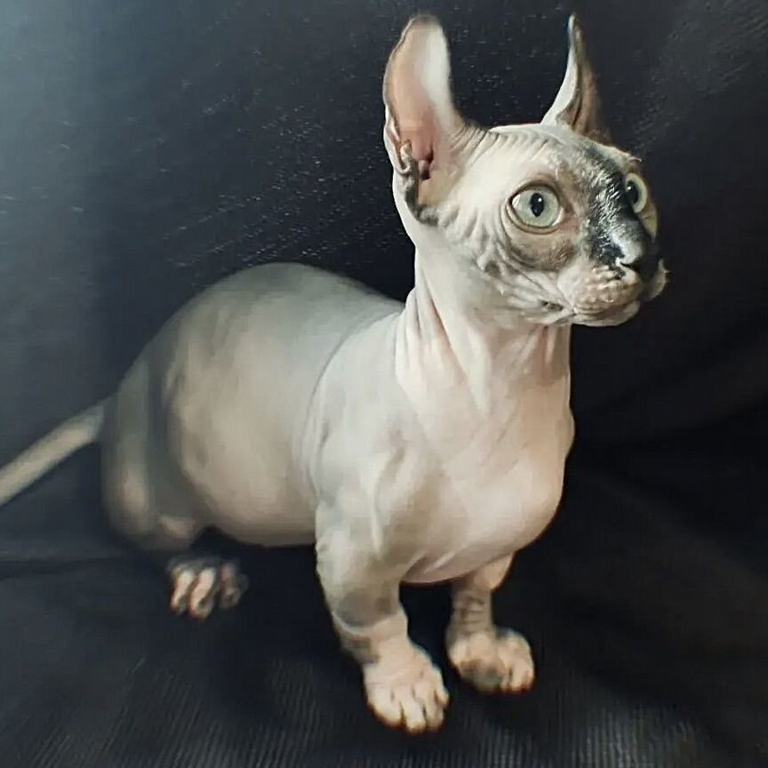 Канадский сфинкс котёнок