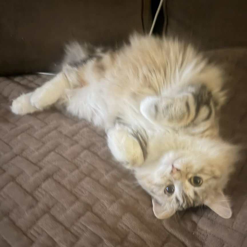 Курильский бобтейл длинношёрстный котёнок