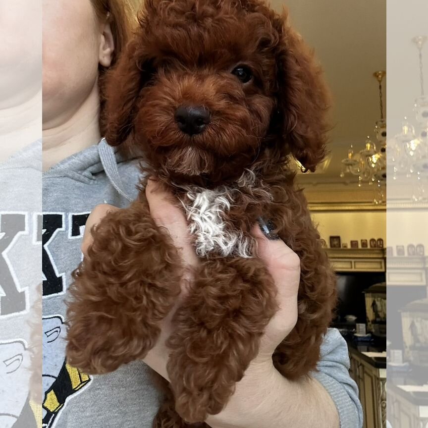 Той-пудель, щенок