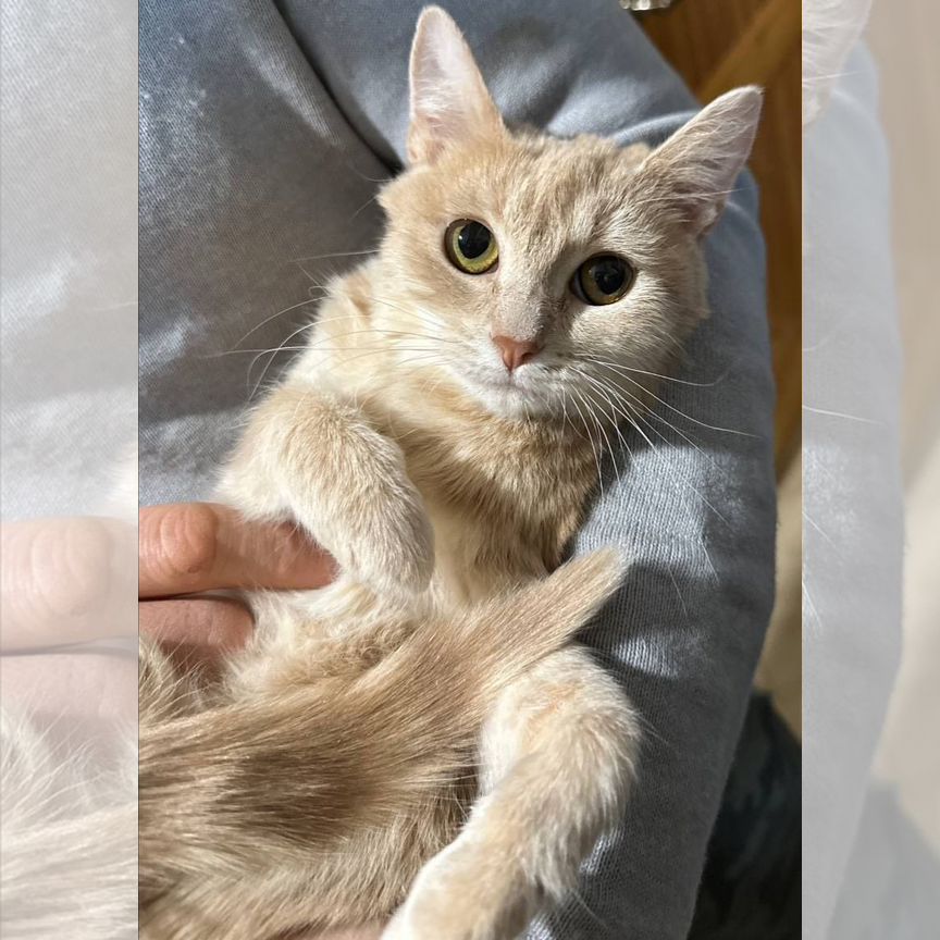 Рыжая кошечка с лейкозом в добрые руки