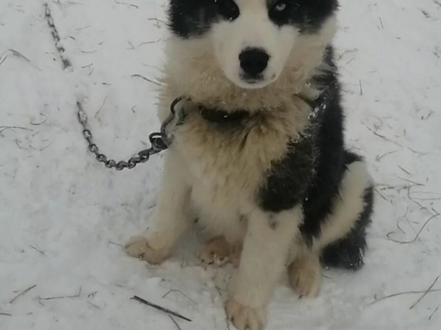 Якутская лайка