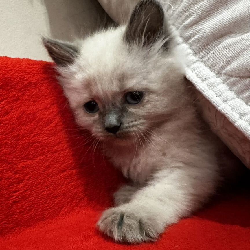 Сиамский котёнок