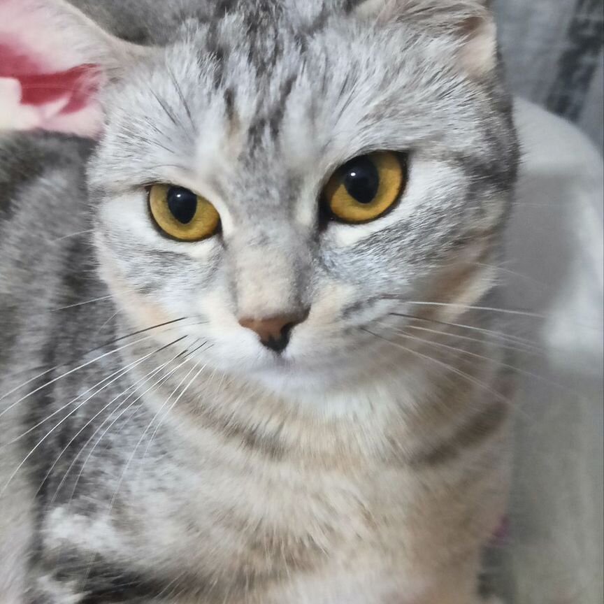 Отдам в хорошие руки кошку
