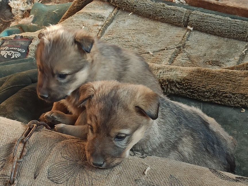 Пристраиваются щенки