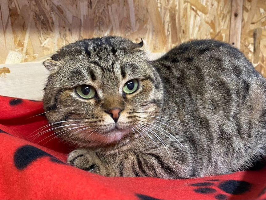 Шикарная кошка Феня в добрые руки