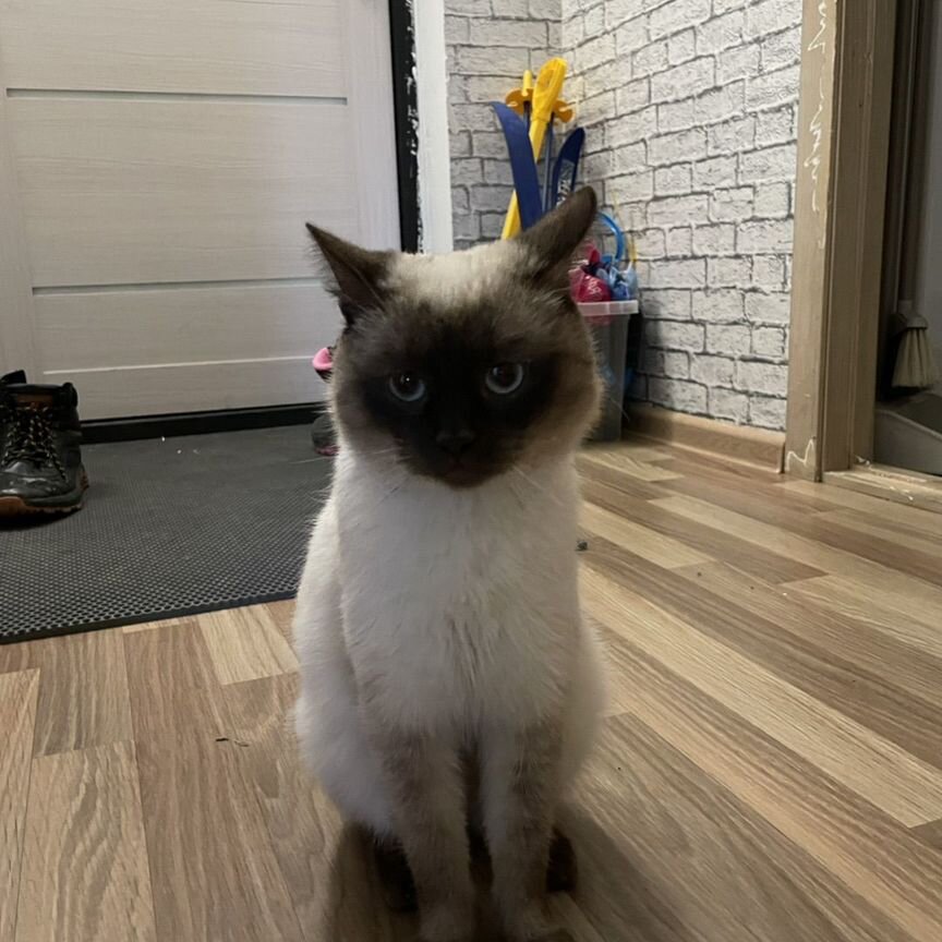 Сиамский кот