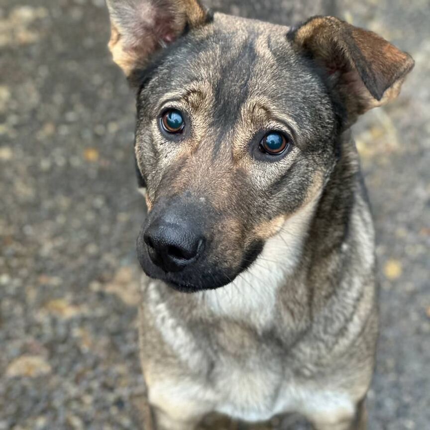 Нежная собачка из приюта