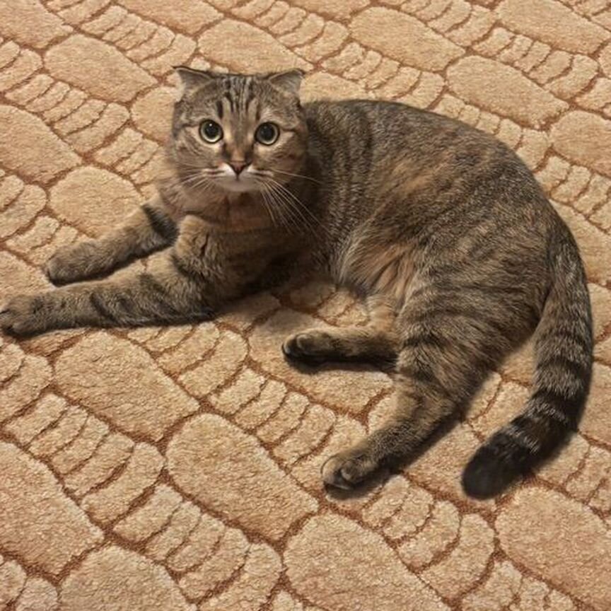 Взрослая, кошка в добрые руки