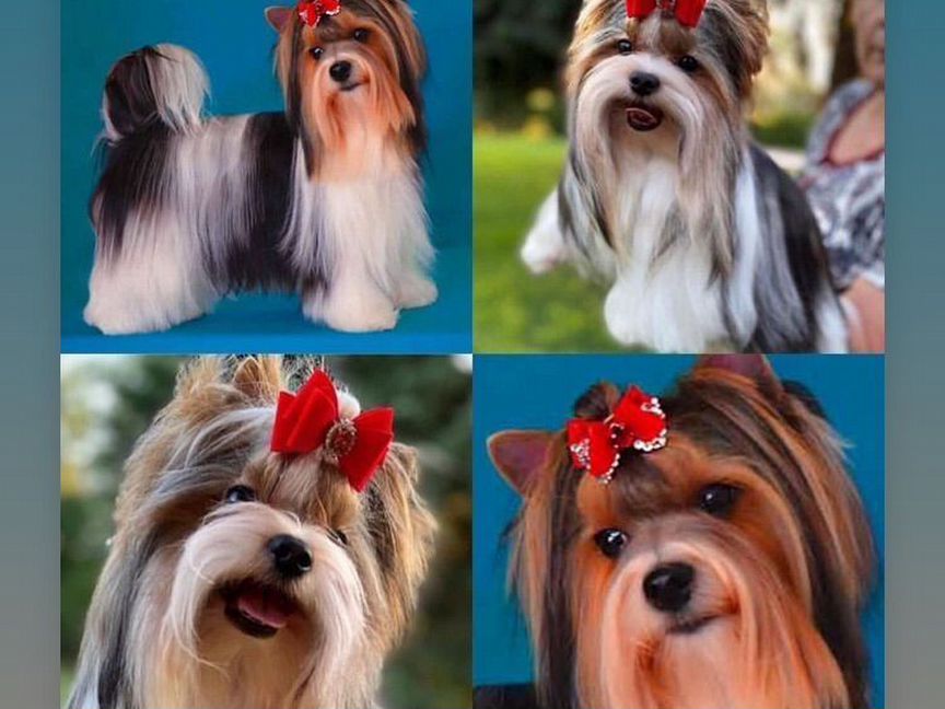 Щенки бивер йорка