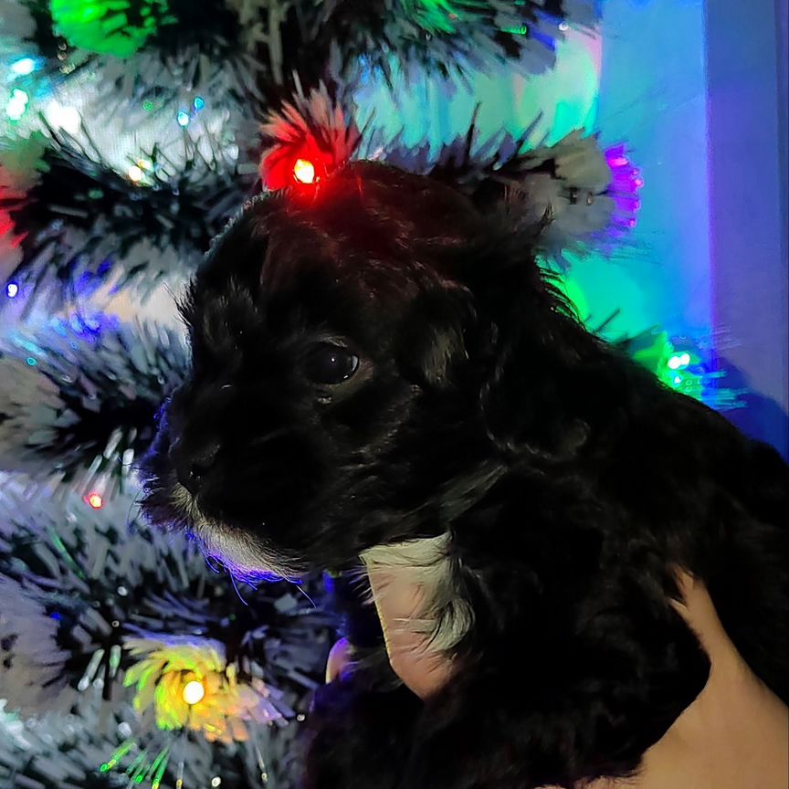 Щенок пуделя