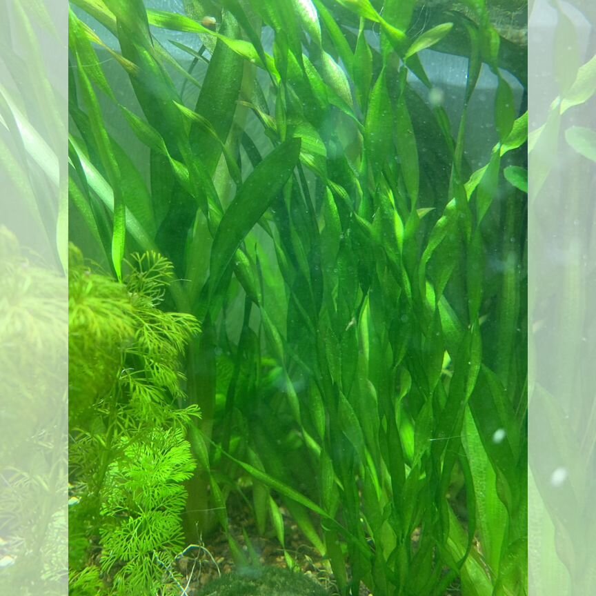 Аквариумное растение