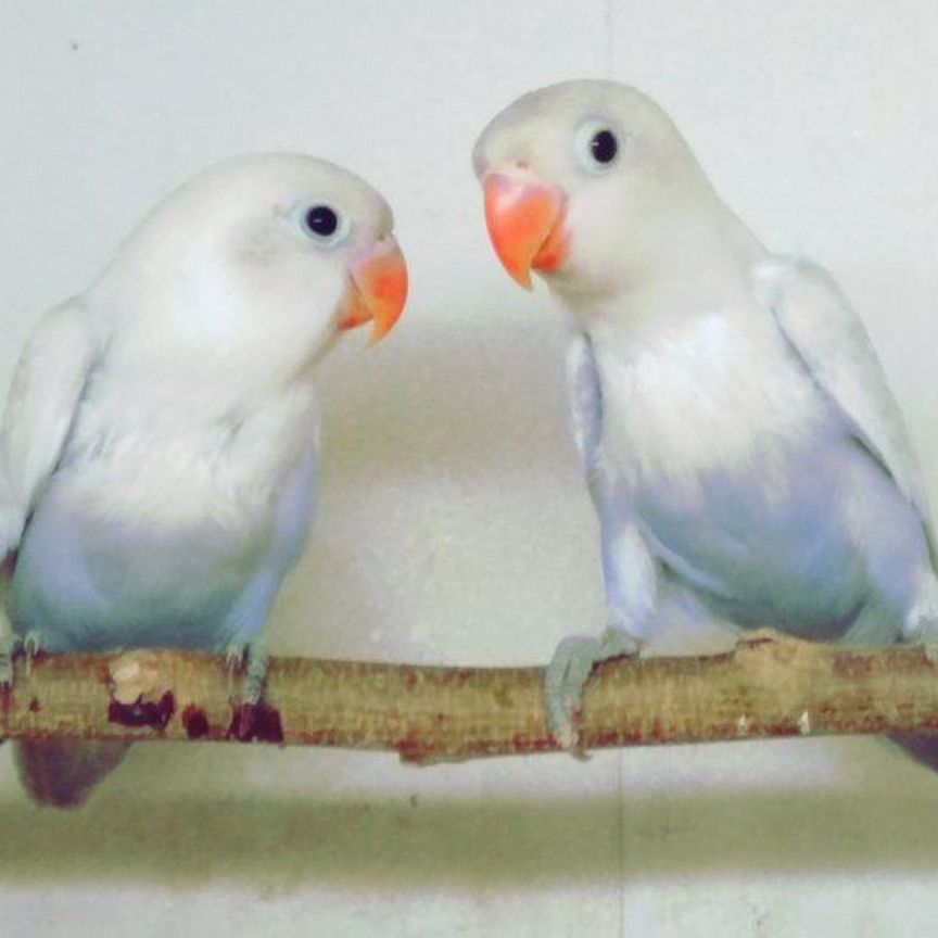 Попугаи масковые Арликино