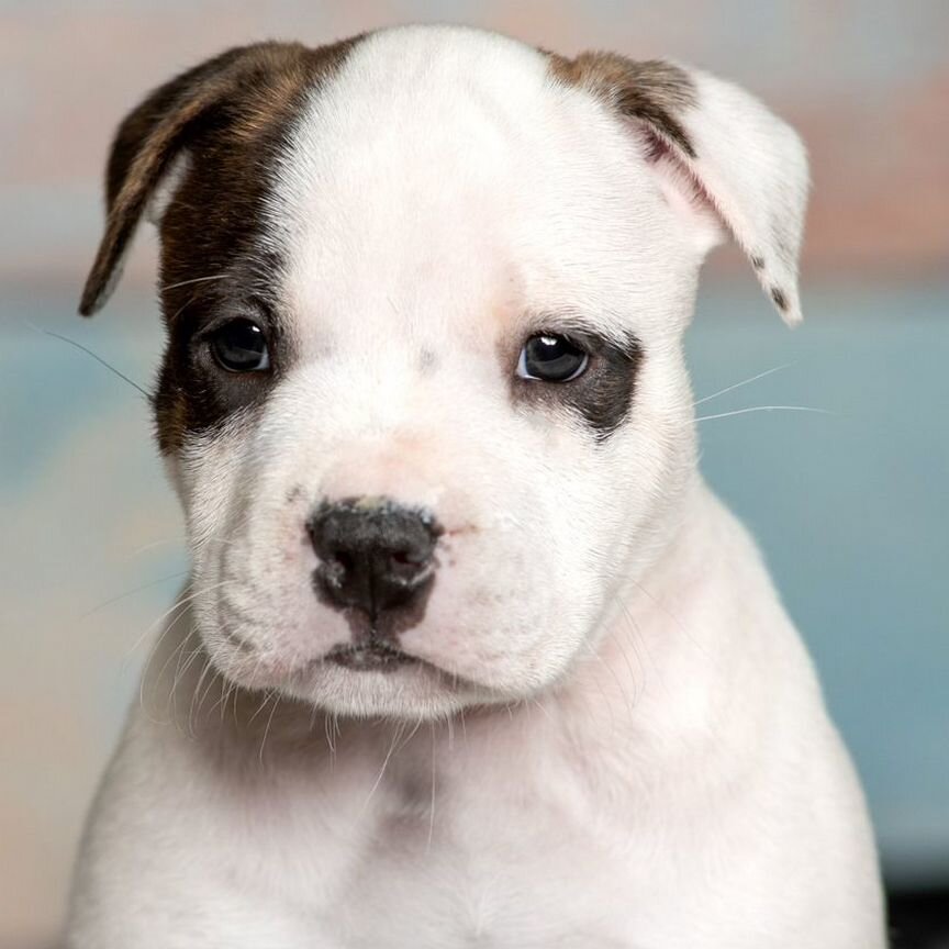 Шикарные щенки амстафф