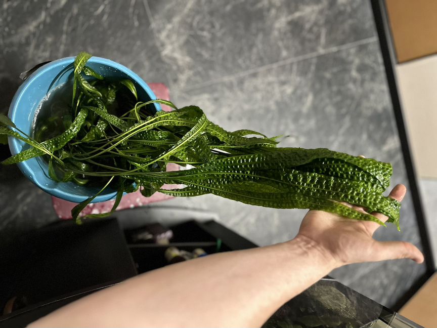 Криптокорина балансе