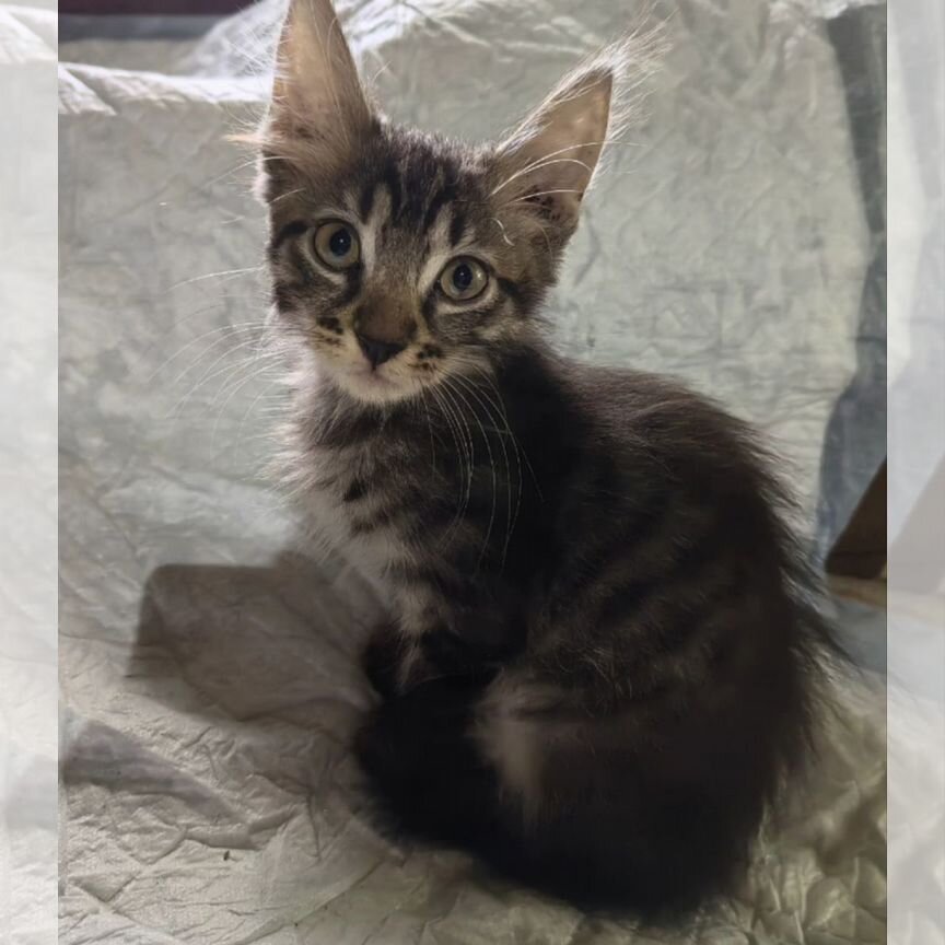 Европейский короткошёрстный котёнок