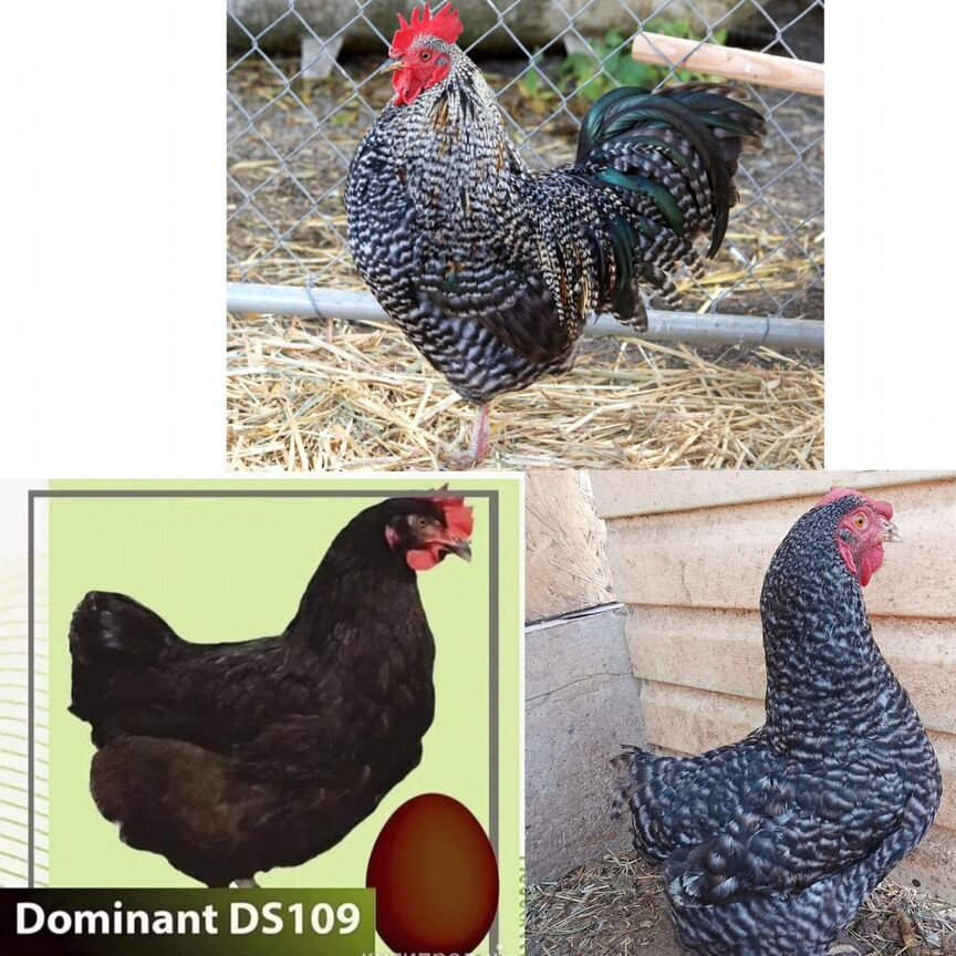 Куры несушки молодые