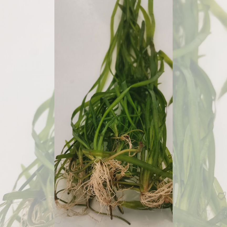 Аквариумное растение