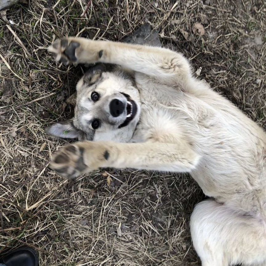 Собака ищет семью