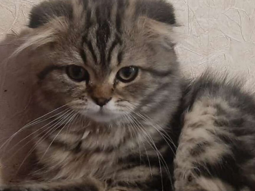 Котята хайленд фолд мальчик