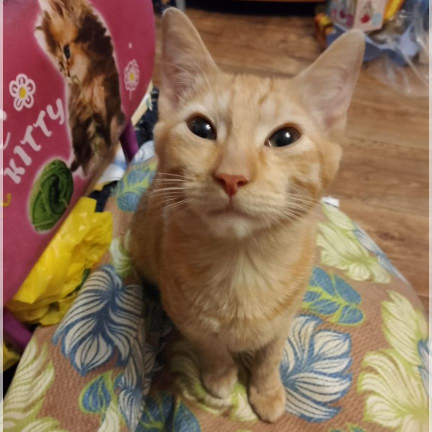 Котёнок в добрые руки