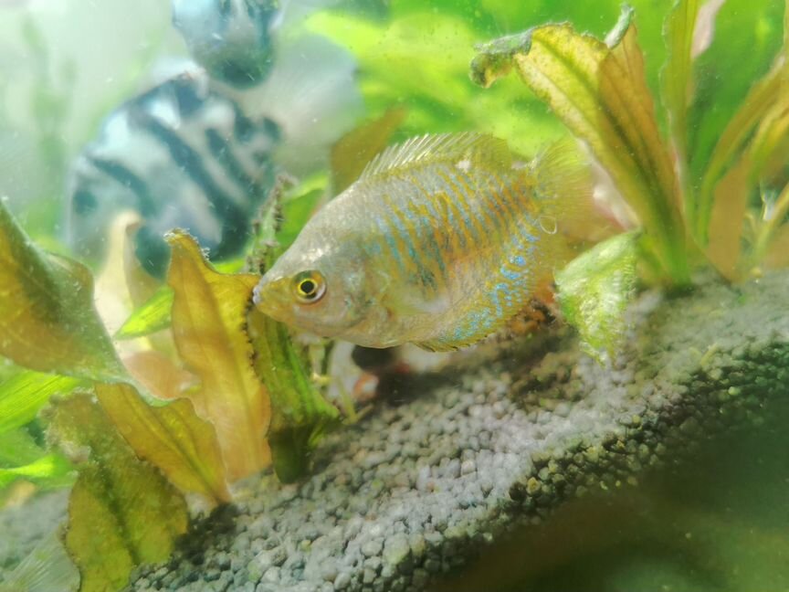 Лялиус самка