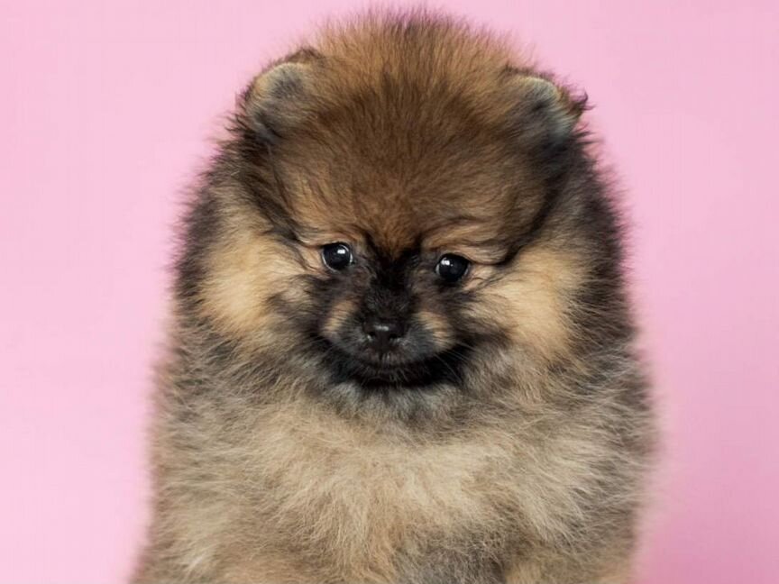 Померанский шпиц медвежьего типа щенки