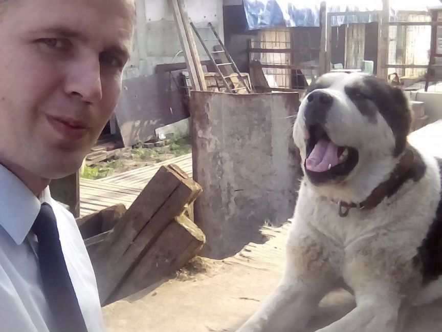 Среднеазиатская овчарка алабай