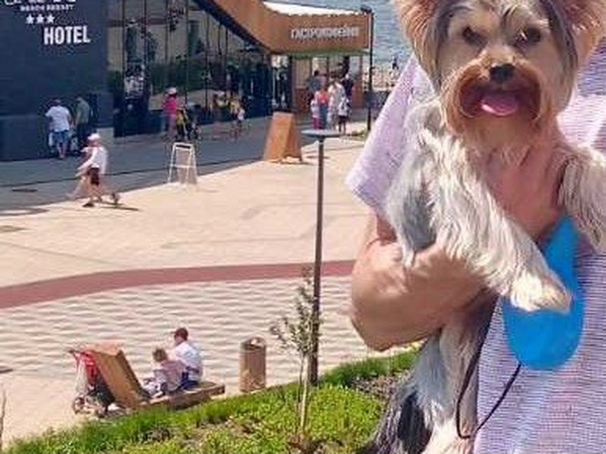 Продаю сабаку