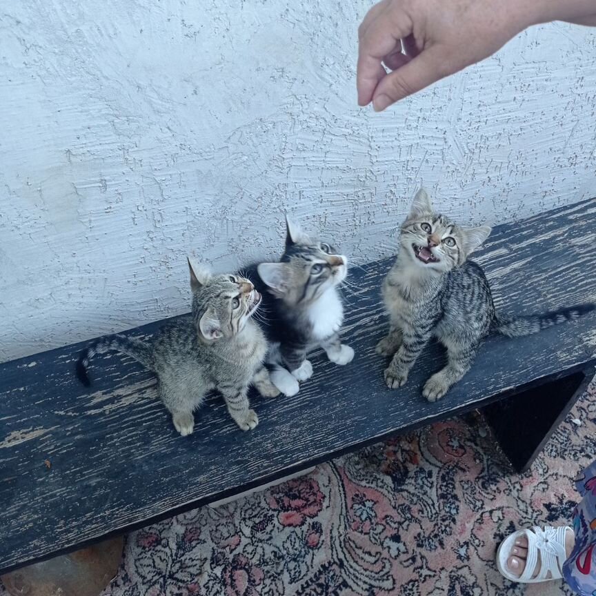 Котята с правильными генами