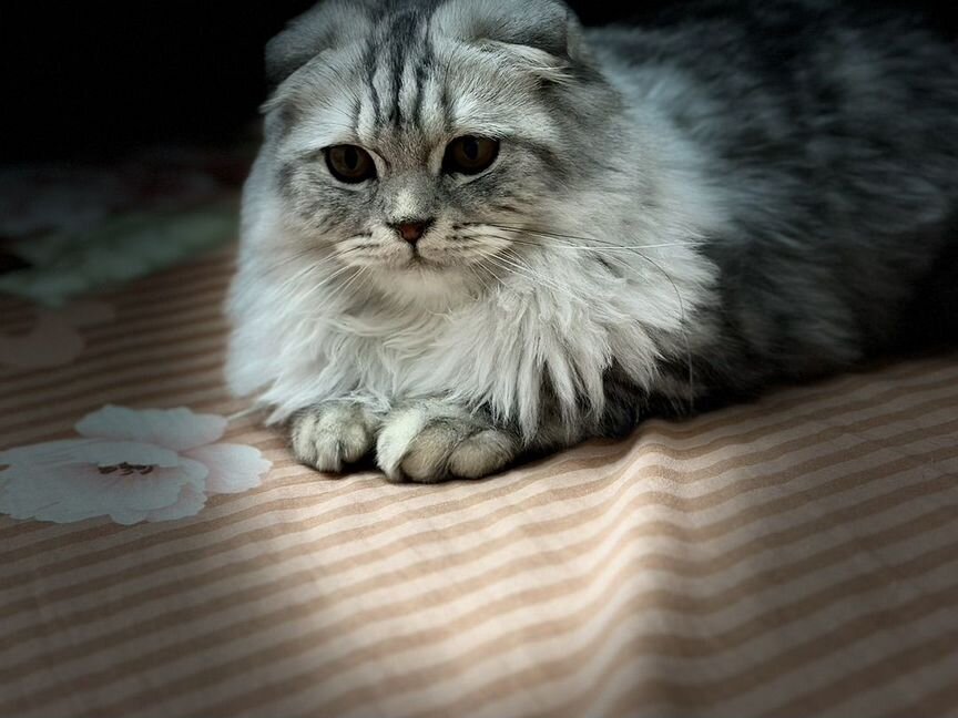 Шотландская вислоухая