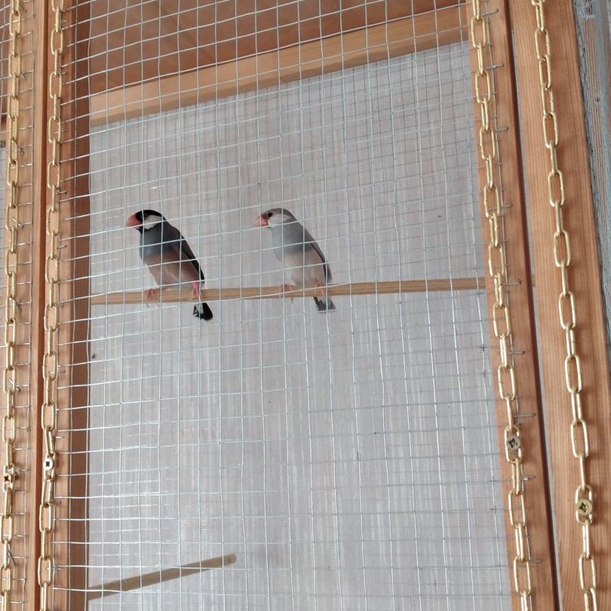 Рисовые амадины