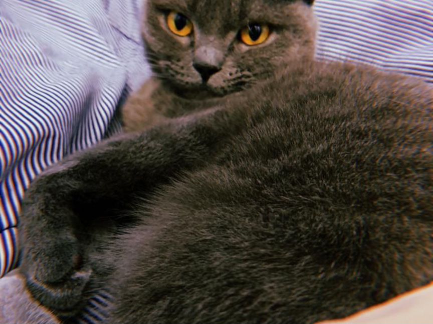 Кот Смоки ищет дом
