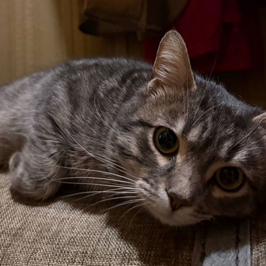 Британский короткошёрстный, взрослый кот