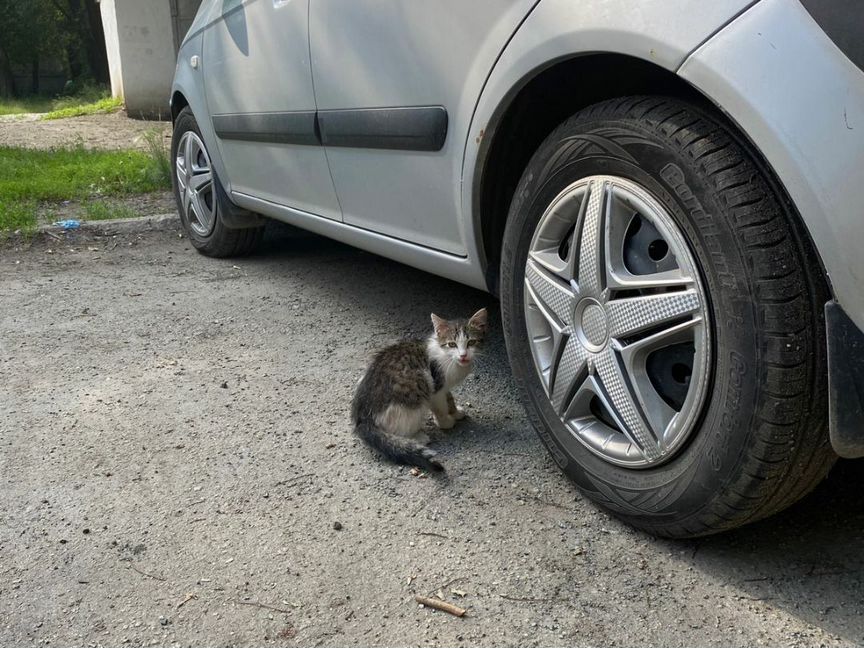 Котята в добрые руки