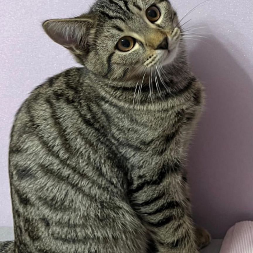 Котенок мальчик Лучок 3мес