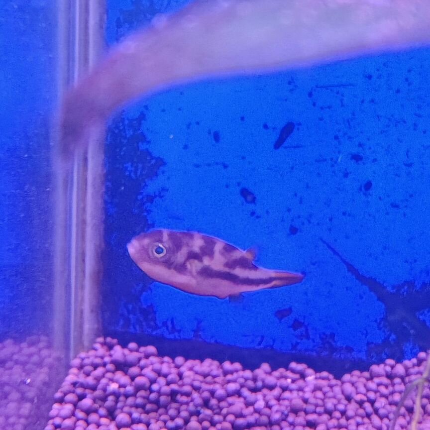 Тетрадон карликовый