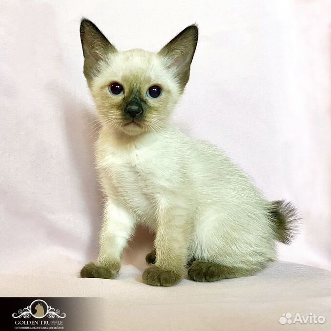 Милые Котозайки и Котопесики