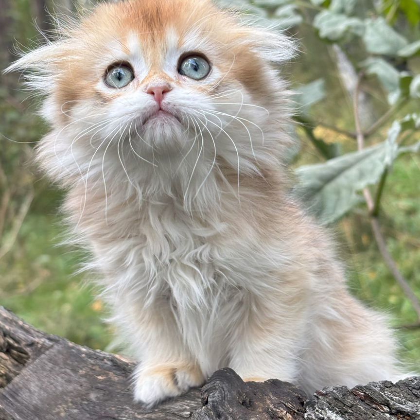 Шотланский вислоухий золотой котенок