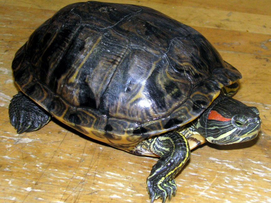 Красноухая черепаха водная бесплатно
