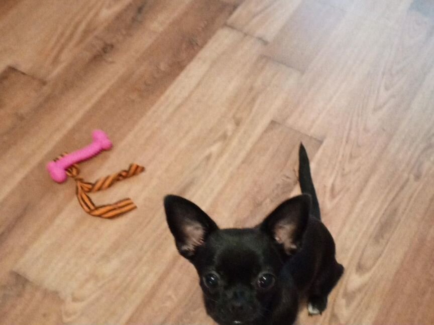 Щенок чихуахуа девочка